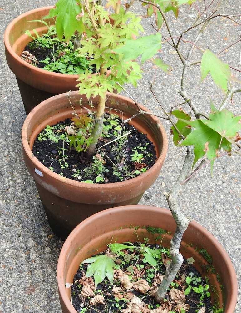 Lot 791 - Three small acer trees, in terracotta pots