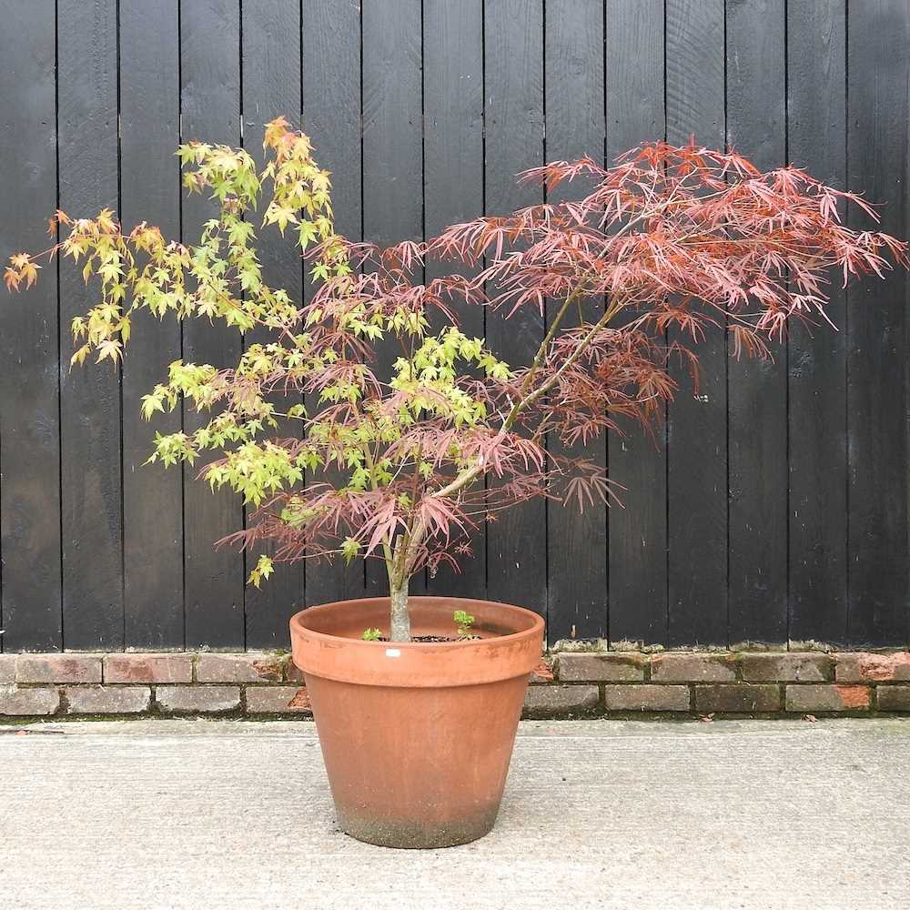 Lot 581 - An acer tree, in a terracotta pot
