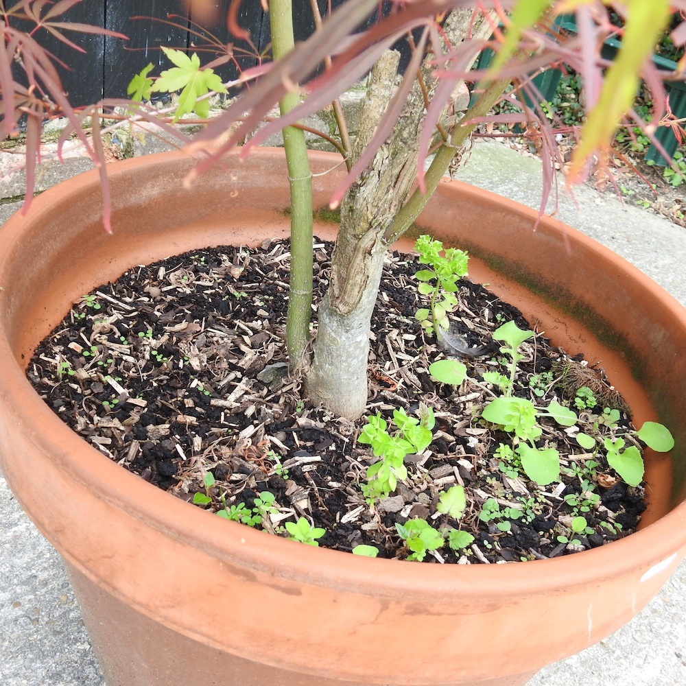 Lot 581 - An acer tree, in a terracotta pot